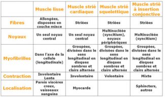 Les différents types de muscles - Institut de Myologie
