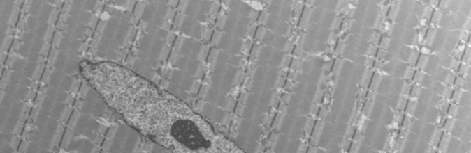 Muscle Atlas - Institut de Myologie