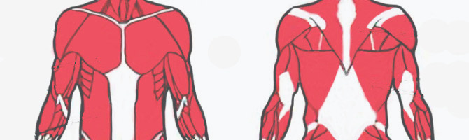 Connaissances sur le muscle - Institut de Myologie